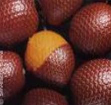 TODA FRUTA: BURITI - (Mauritia flexuosa)