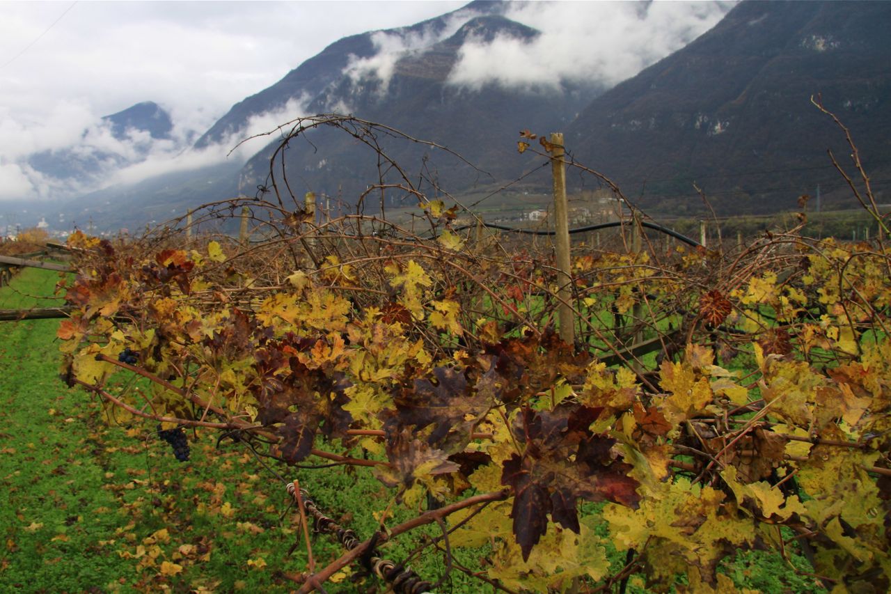 vivere a pierino: vigneti del trentino