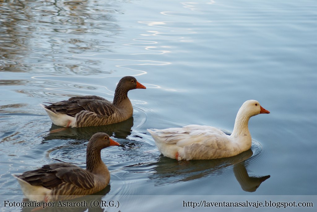 La Ventana Salvaje: Patos del Río Henares