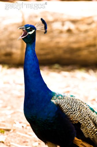 Blog do Pavão | Liberte o Pavão que existe em você! | Página 2