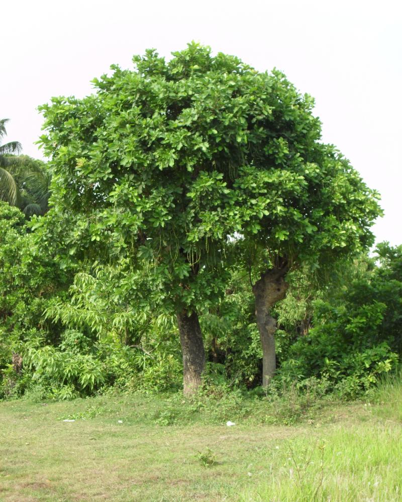 Freshwater Mangrove - Barringtonia acutangula