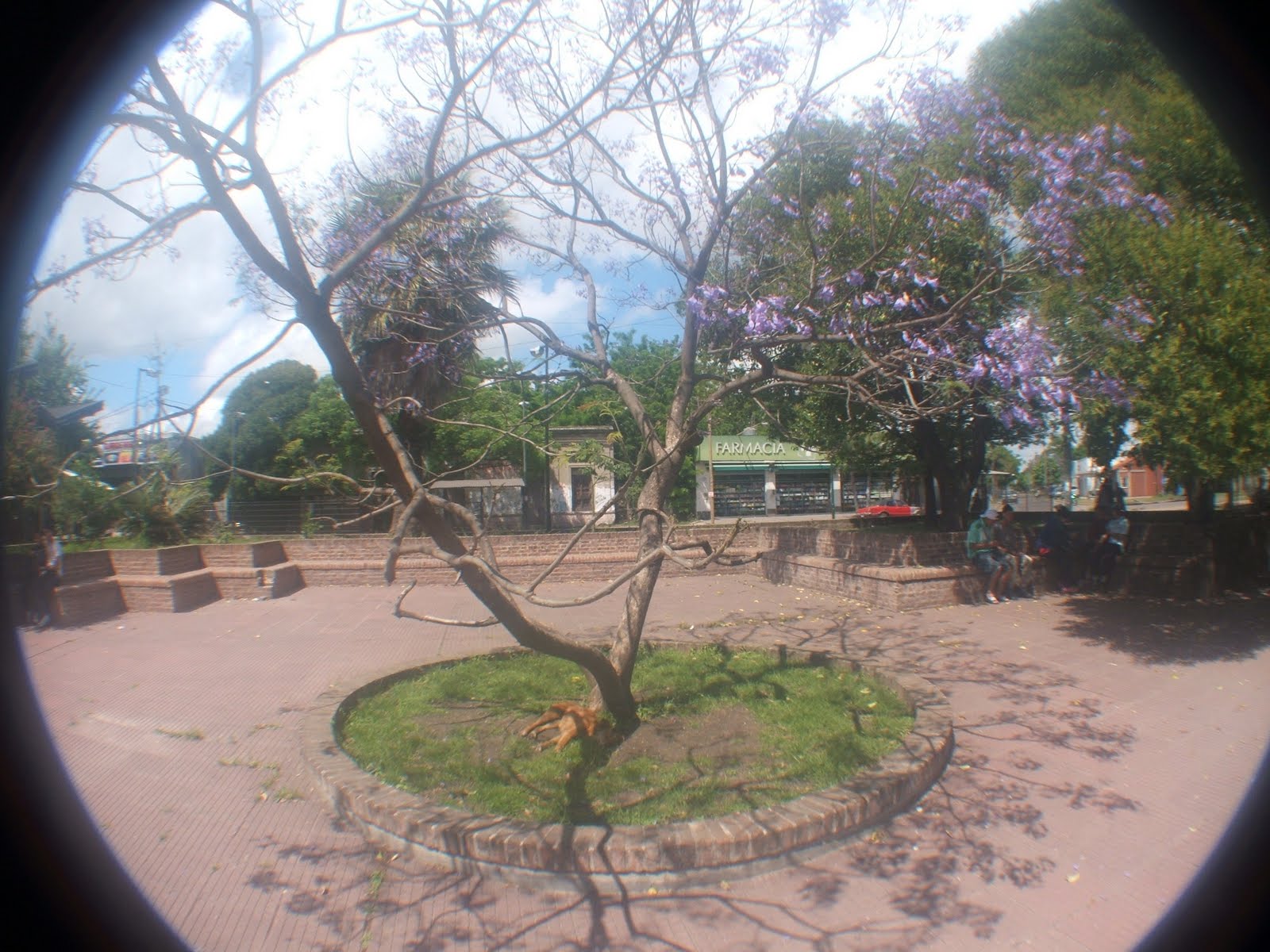 Fotos panorámicas de Claypole: Jardín en estación Claypole (Claypole sur)
