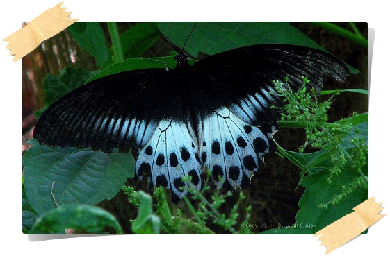 Heritages of Sri Lanka: Animals in Sinharaja