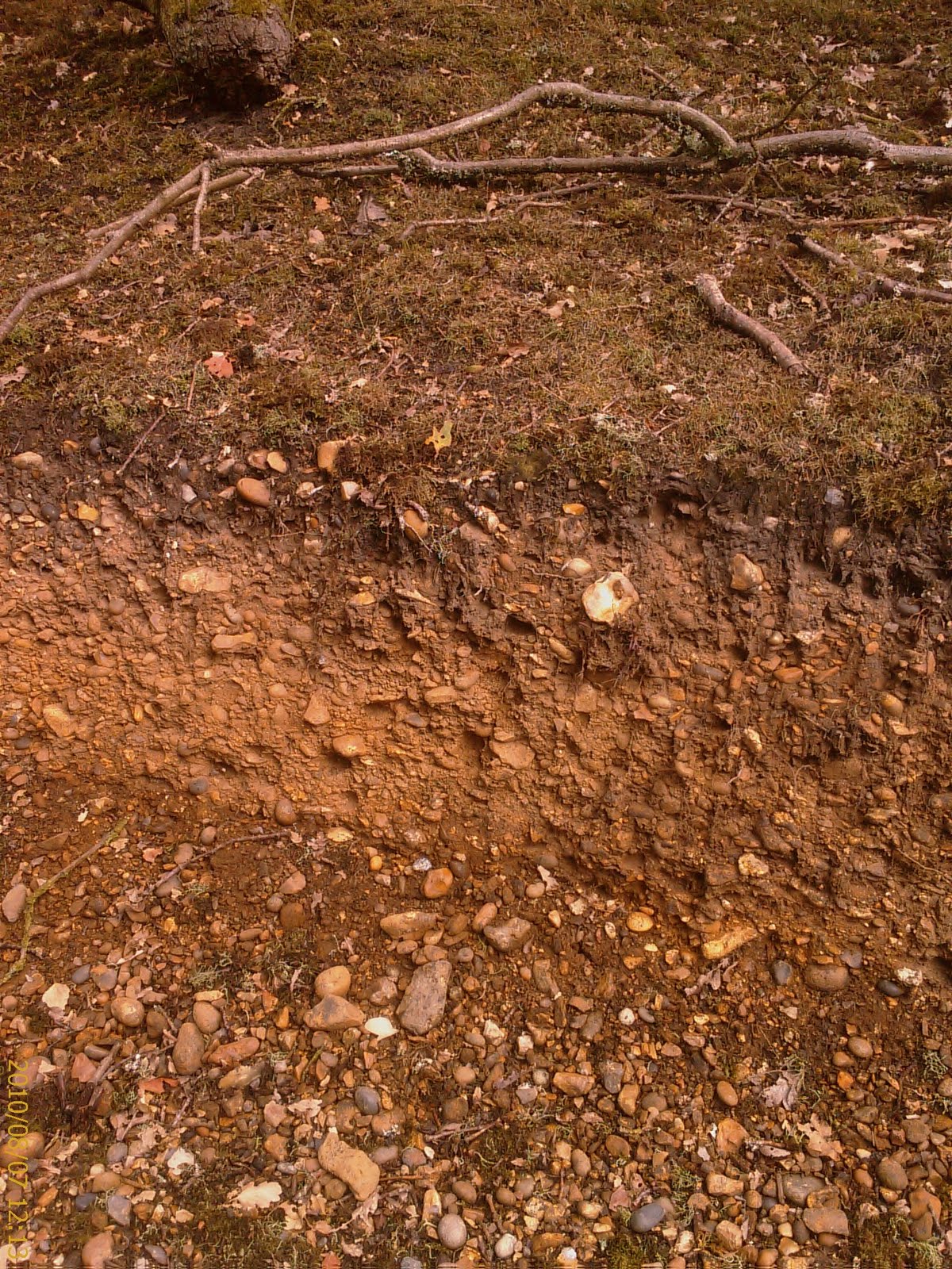 Capital nature - Barnehurst, Bexley and beyond: 7/8/10: Missing the ...