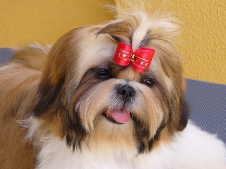 O saber sobre dogs: CHITSU