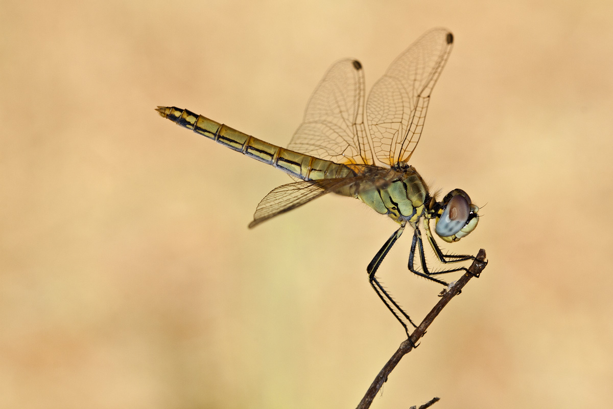 AF de Almonte: Libelula Posada