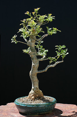 Walter Pall Bonsai Adventures: a dwarf ash