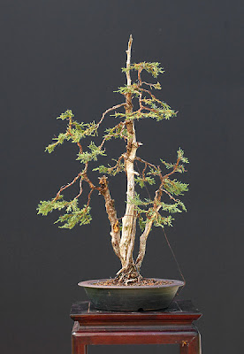 Walter Pall Bonsai Adventures: triple trunk RMJ