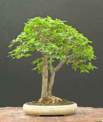 Walter Pall Bonsai Adventures: partial and full defoliation everywhere