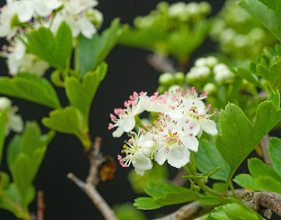 Walter Pall Bonsai Adventures: European and Japanese hawthorn