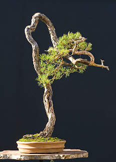 Walter Pall Bonsai Adventures: Scots pine literati final design