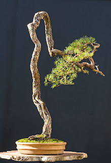 Walter Pall Bonsai Adventures: Scots pine literati final design