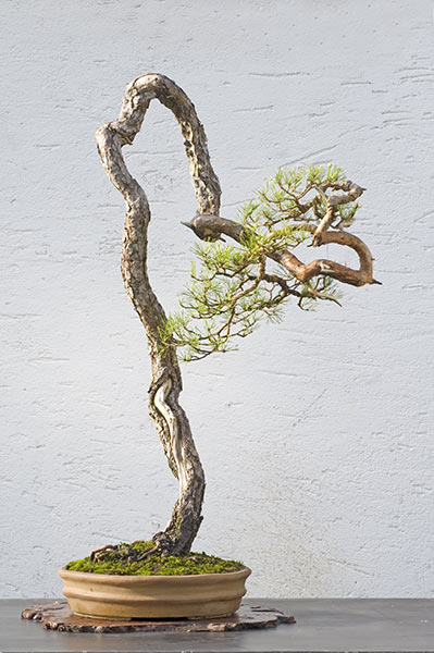 Walter Pall Bonsai Adventures: Scots pine literati final design