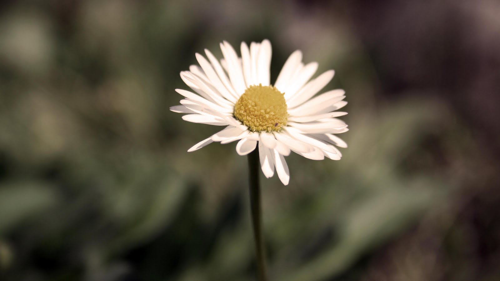 ANTE FOTO: PROLET - SPRING