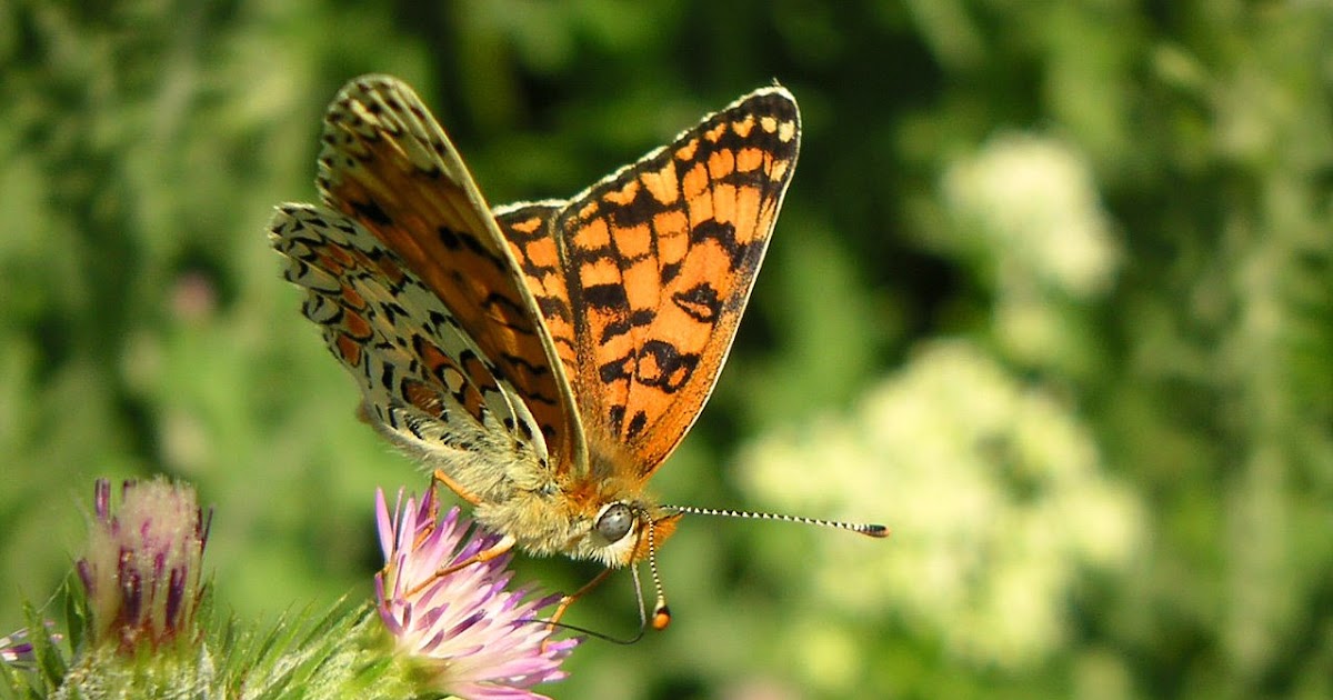 ANTE FOTO: INSEKTI - INSECT