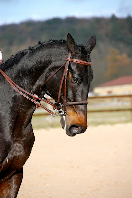 Photos: Concours de Dressage Milly la forêt