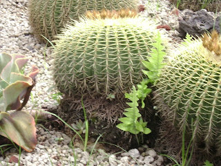 practica jardin botanico unam