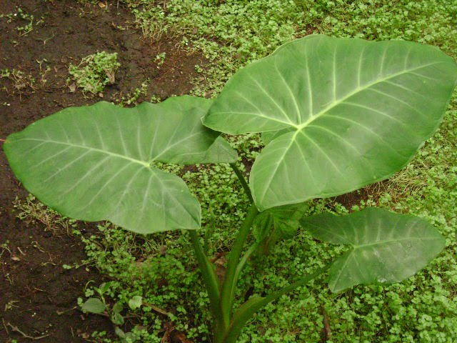 practica jardin botanico unam