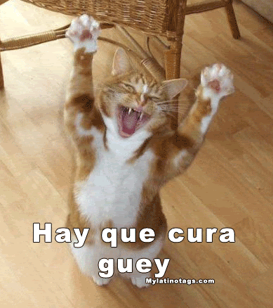 Imagenes de gatitos chistosos - Imagui