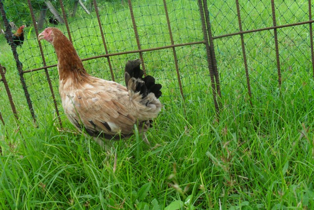 Springwater Farm: Photos