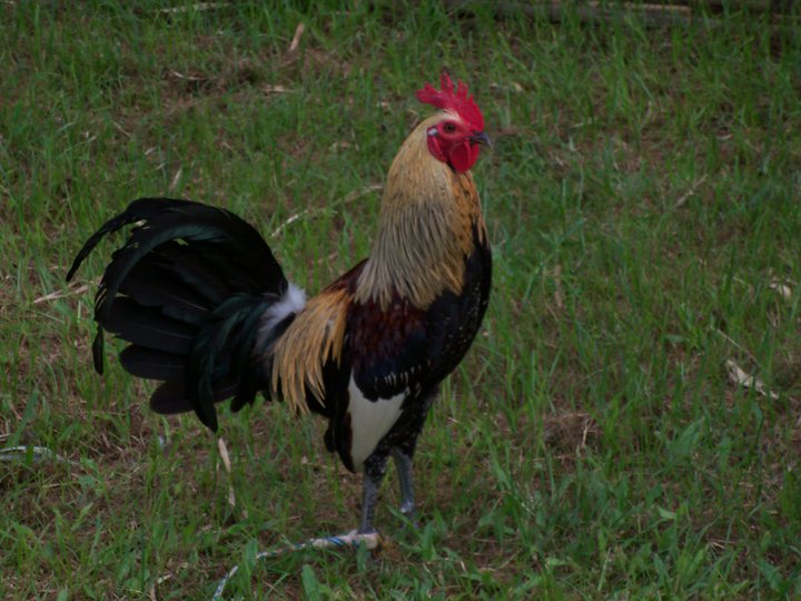 Springwater Farm: Photos