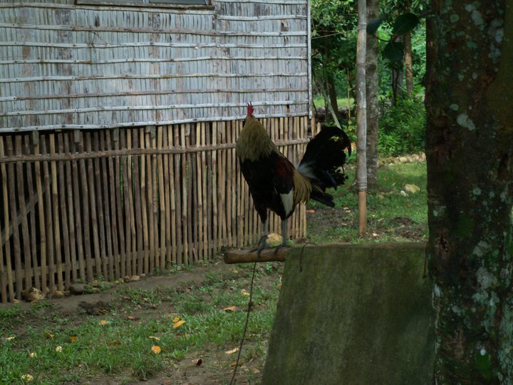 Springwater Farm: Photos