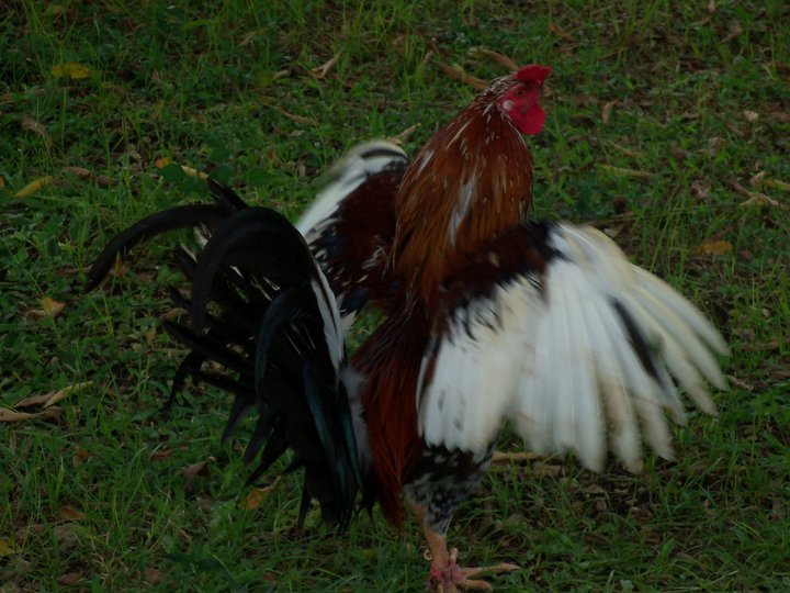 Springwater Farm: Photos