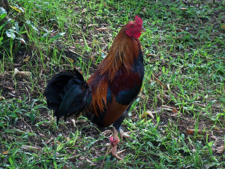 Springwater Farm: Photos