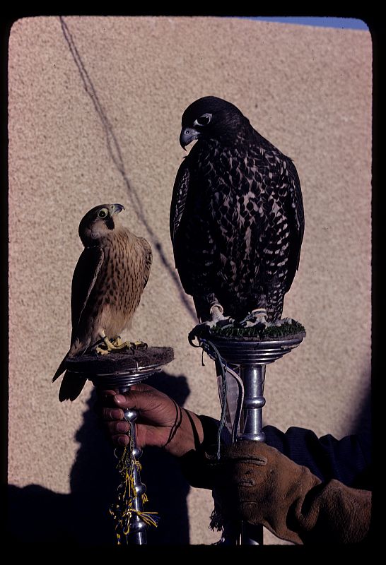 “Big Black Nemesis”; or, what is an Altai Falcon anyway? – Stephen Bodio