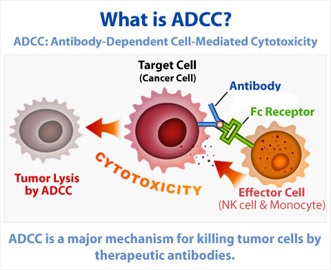 ADCC - meddic