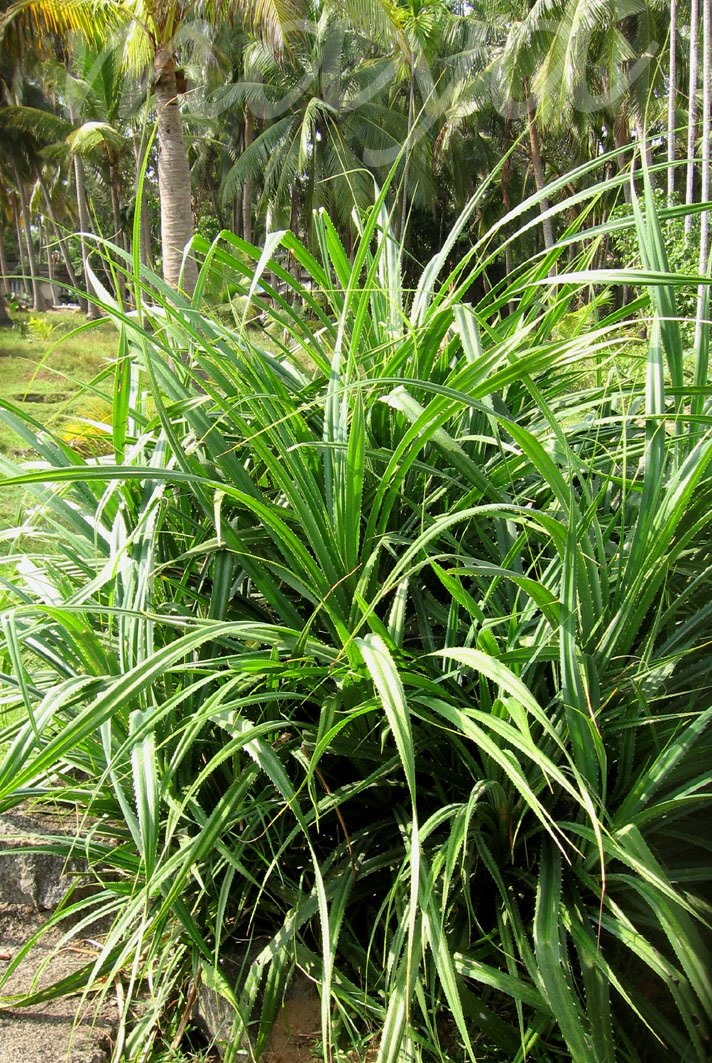 Million Little Stitches: Screwpine