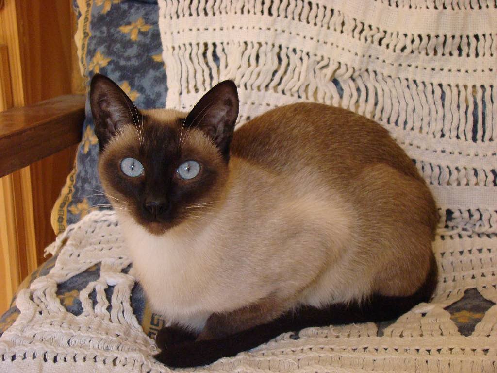 milgatitos: El Siames