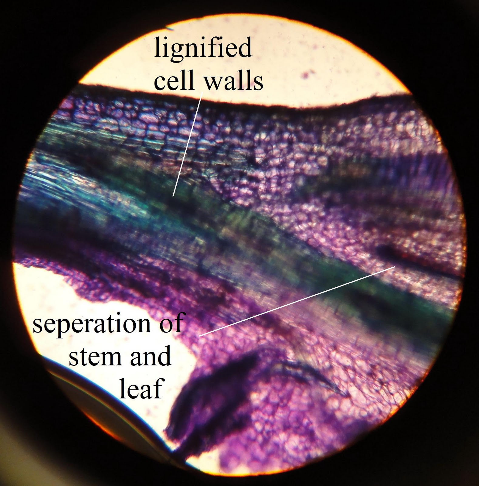 UBC Biology 210 Blog: Lab 1 - Introduction to Tissue and Cell Types