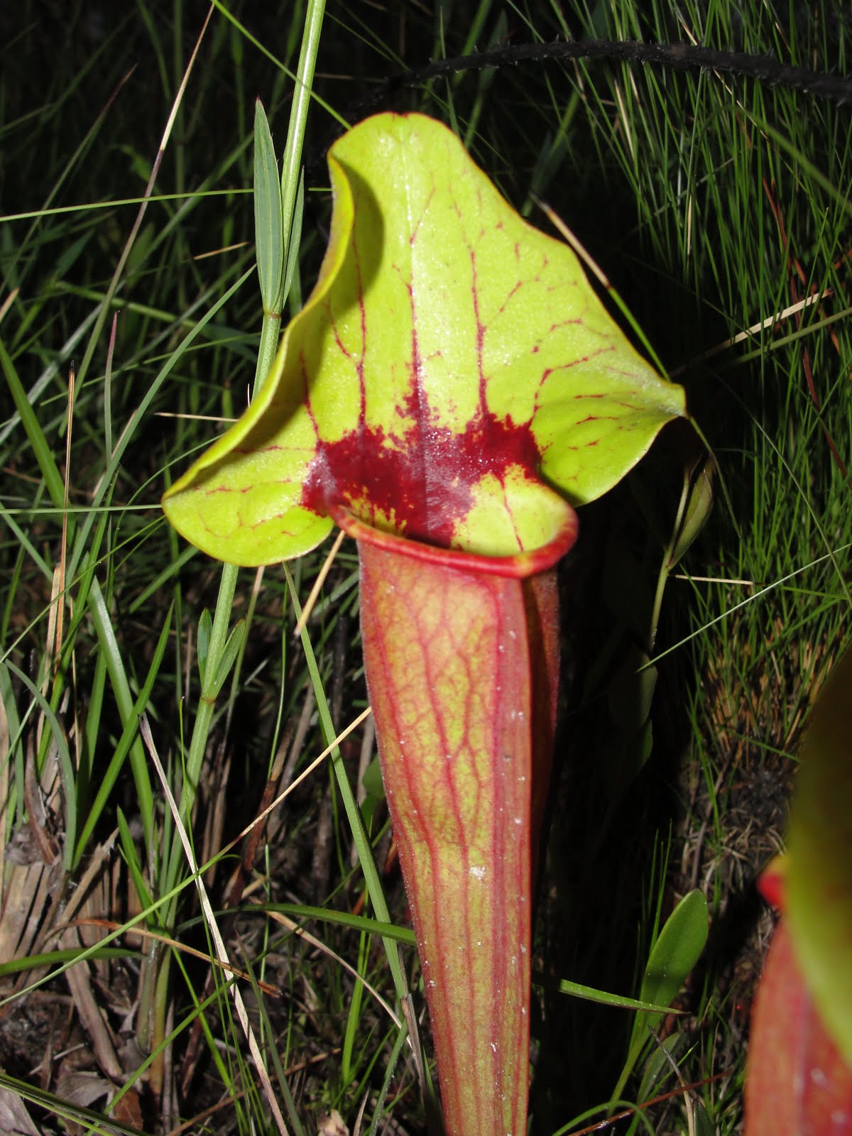 onward, westward: Pitcher plants in bloom