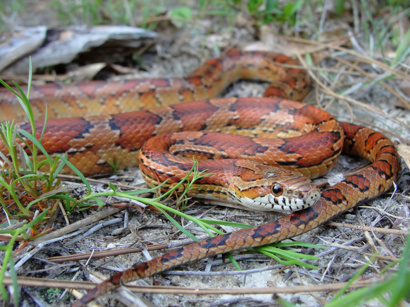 onward, westward: Yet more snakes