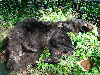 BEAR BLOG AND CARCASS CAM: INTO THE SECOND WEEK OF DECOMPOSITION