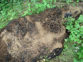 BEAR BLOG AND CARCASS CAM: 31 May - 1 June: Maggot activity increasing
