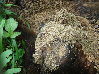 BEAR BLOG AND CARCASS CAM: 31 May - 1 June: Maggot activity increasing