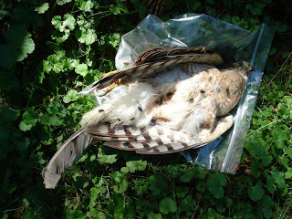 BEAR BLOG AND CARCASS CAM: Decomposition of a migratory hawk