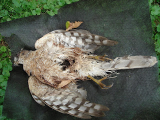 BEAR BLOG AND CARCASS CAM: Decomposition of a small hawk is a fast ...