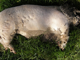 BEAR BLOG AND CARCASS CAM