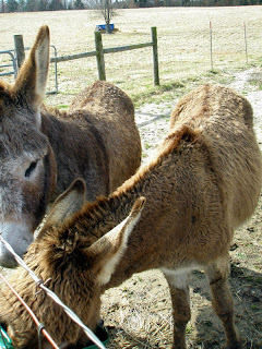 (Mis)Adventures on Huckleberry Farm: Legend of the Donkey's Cross