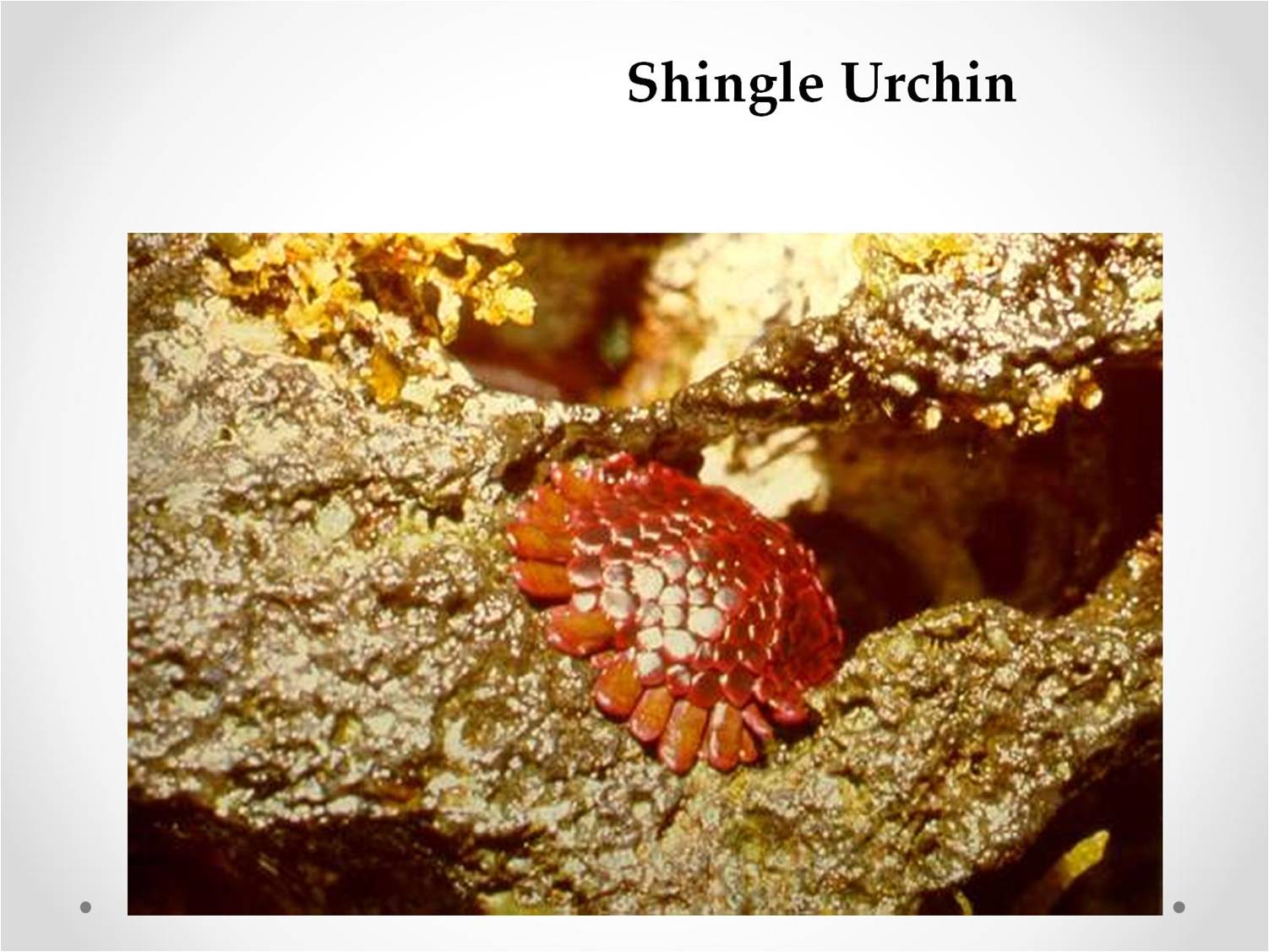 Hilo Ocean Mountain Ecosystem Base Program: Unit 1 Intertidal Zone