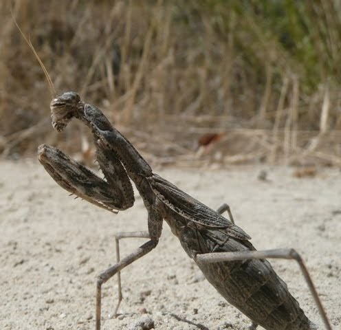 Yann and Catherine's Global Undertaking: Critters
