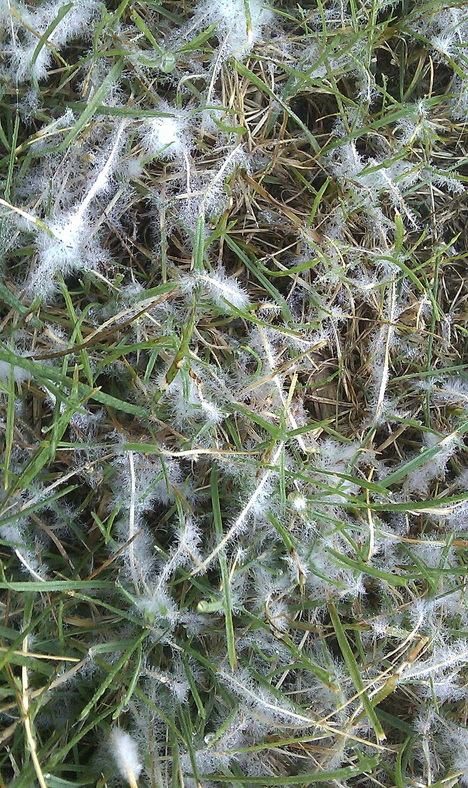 iaTURF: PYTHIUM BLIGHT IN LAWNS