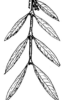 Irongate Nature Conservation Reserve