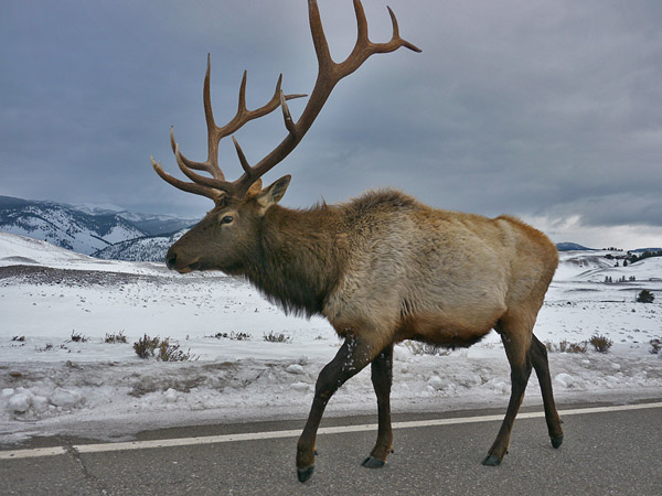 Cooke City Chronicle: El Alce