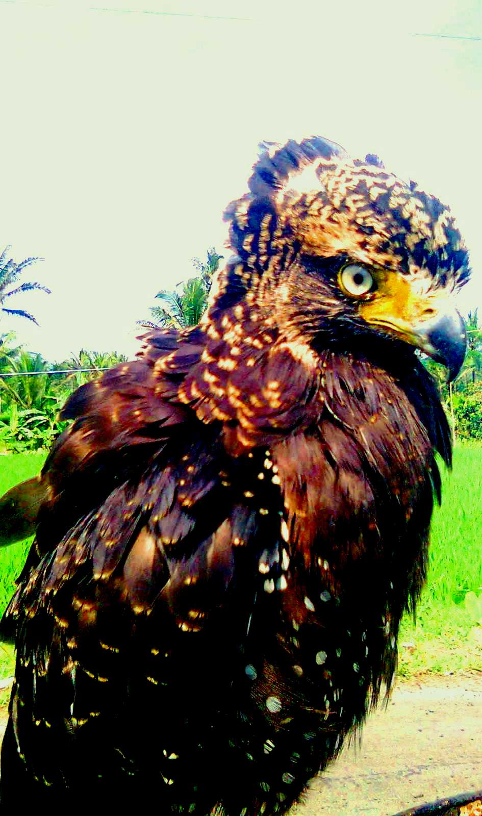 BURUNG GARUDA ATAU SPIZAETUS BARTESI ATAU JAVAN HAWK EAGLE