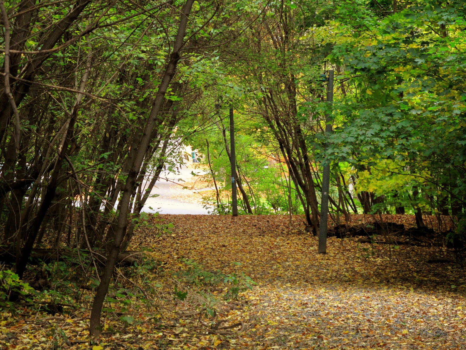 Wynn Anne's Meanderings: It's a beautiful day in the neighbourhood!