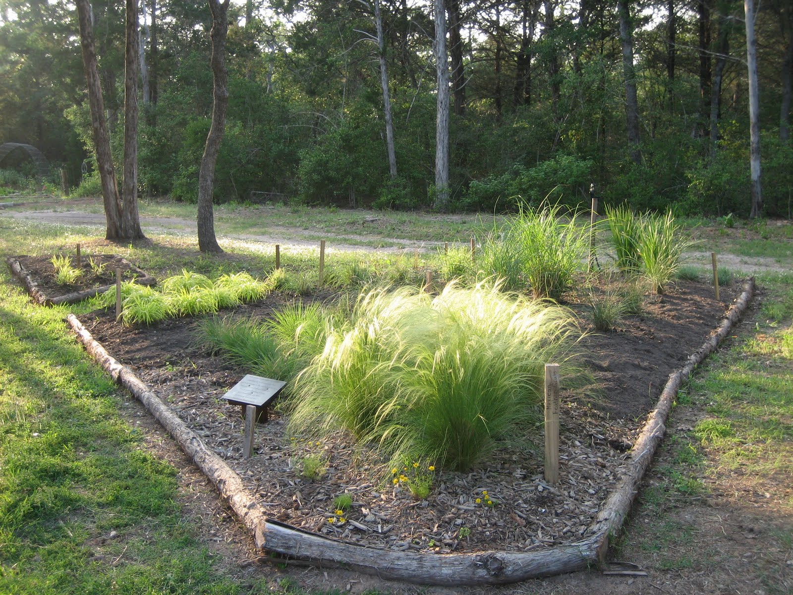 Lisa Bonassin's Garden: What's Blooming Now - Mexican Feather Grass 04 ...
